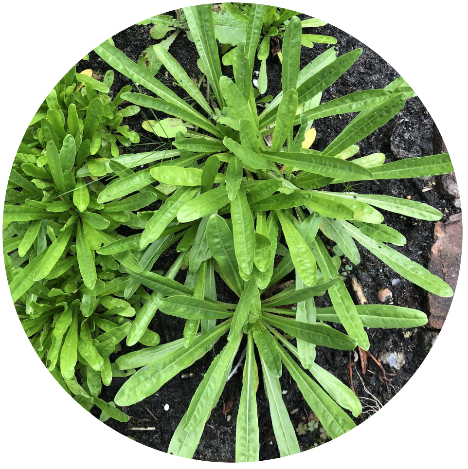 weld - Local Color Amsterdam