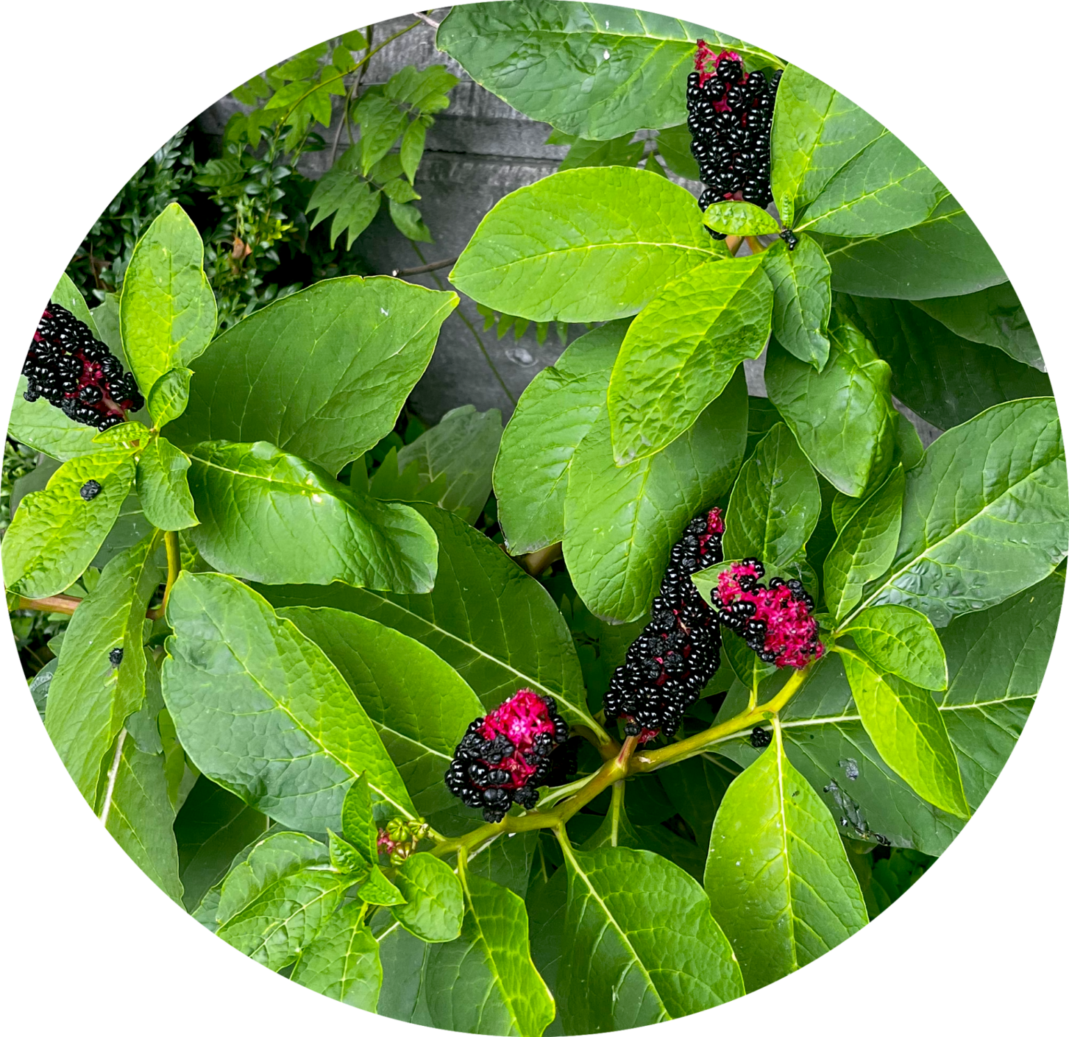 pokeberry - Local Color Amsterdam